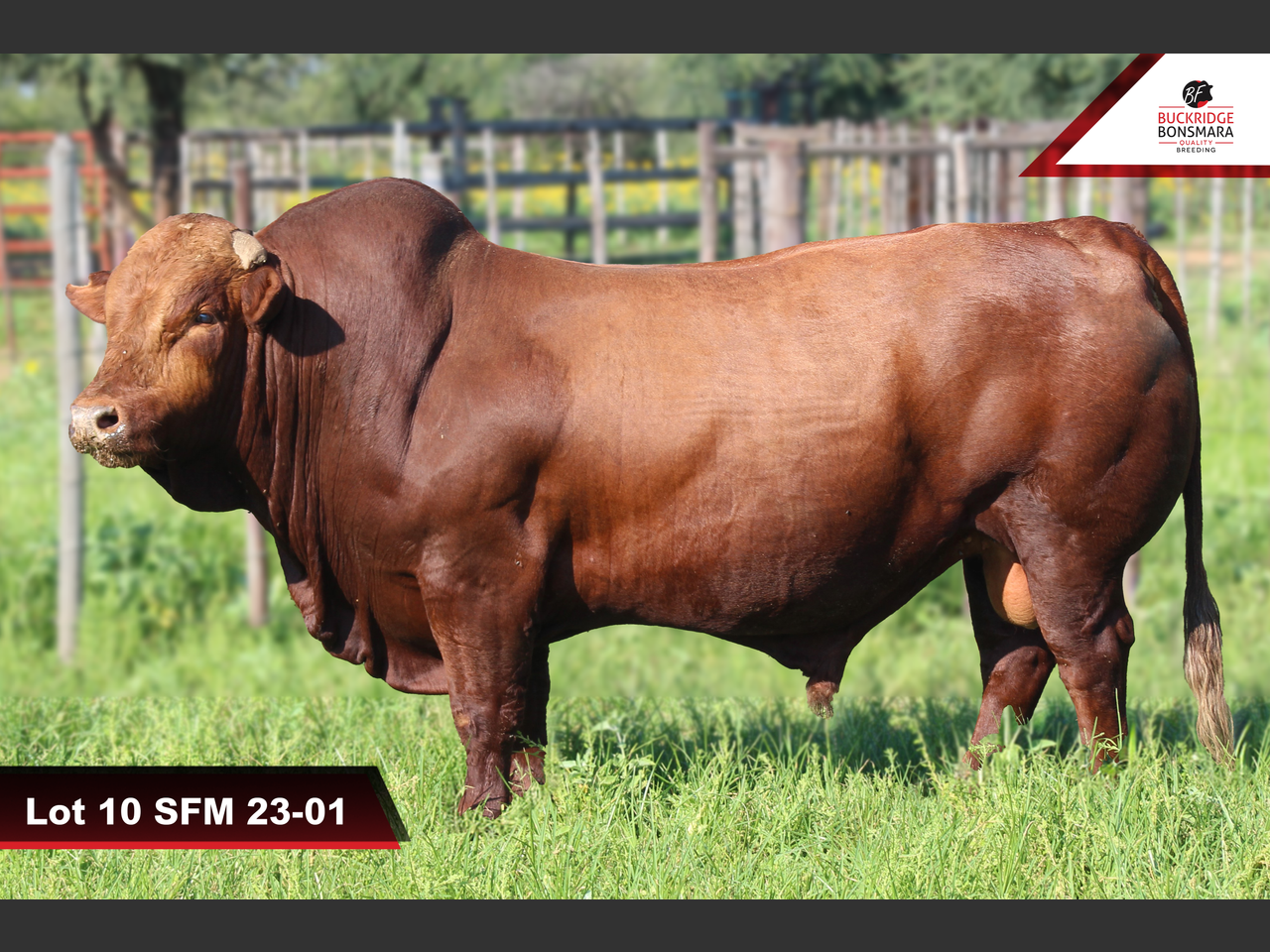 Lot 10 | BUCKRIDGE BONSMARA AANLYN VEILING | SwiftVEE | South Africa’s ...