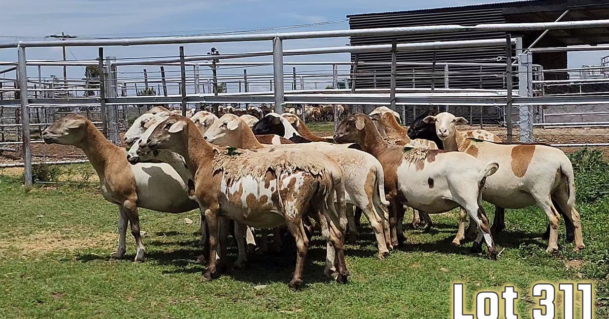 Lot 311 | COLLETT FARMING SUPERIOR GENETICS 38STE PRODUKSIEVEILING ...