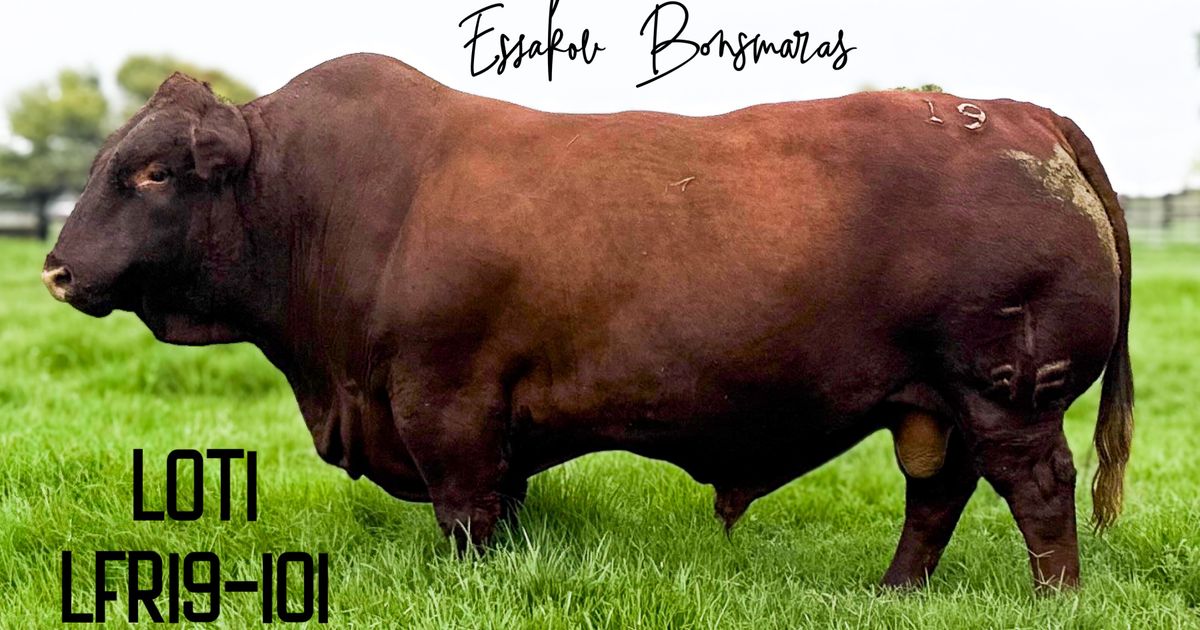Lot 1 | ESSAKOV BONSMARA VEILING | SwiftVEE | South Africa’s Leading ...