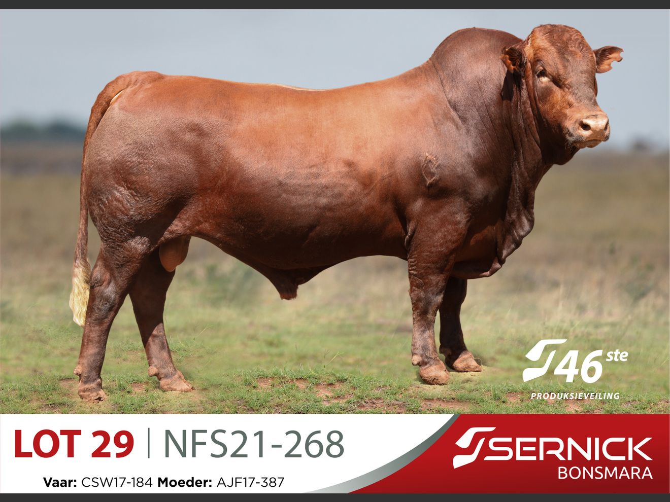 Lot 29 | SERNICK BONSMARA 46STE PRODUKSIEVEILING | SwiftVEE | Livestock ...
