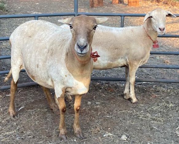 Lot 65 | AUCTION OF PEDI, BOSVELDER AND MEATMASTER TYPES OF SHEEP ...