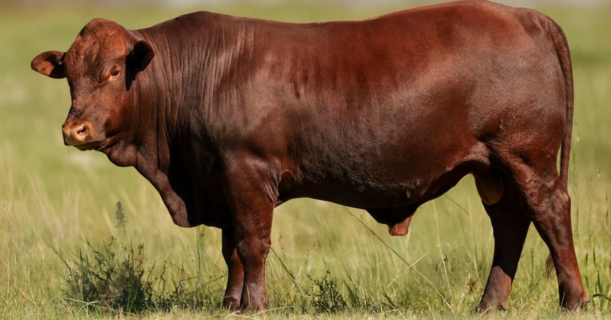Lot 23 | ALPHA & OMEGA TULI STUD PRODUCTION SALE | SwiftVEE | South ...
