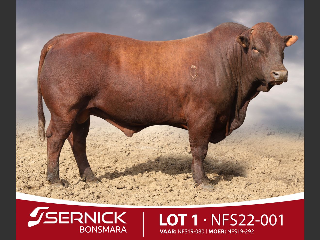 Lot 1 | SERNICK BONSMARA 47STE PRODUKSIEVEILING | SwiftVEE | Livestock ...