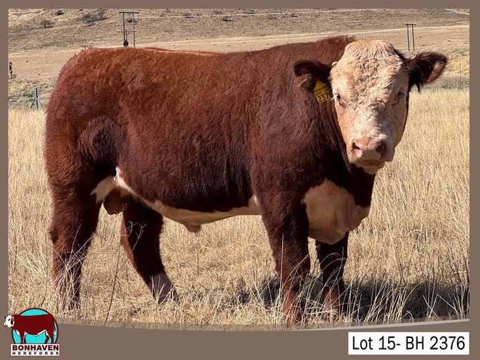 Lot 15 | BONHAVEN HEREFORDS BULL SALE | SwiftVEE | Livestock & Cattle ...