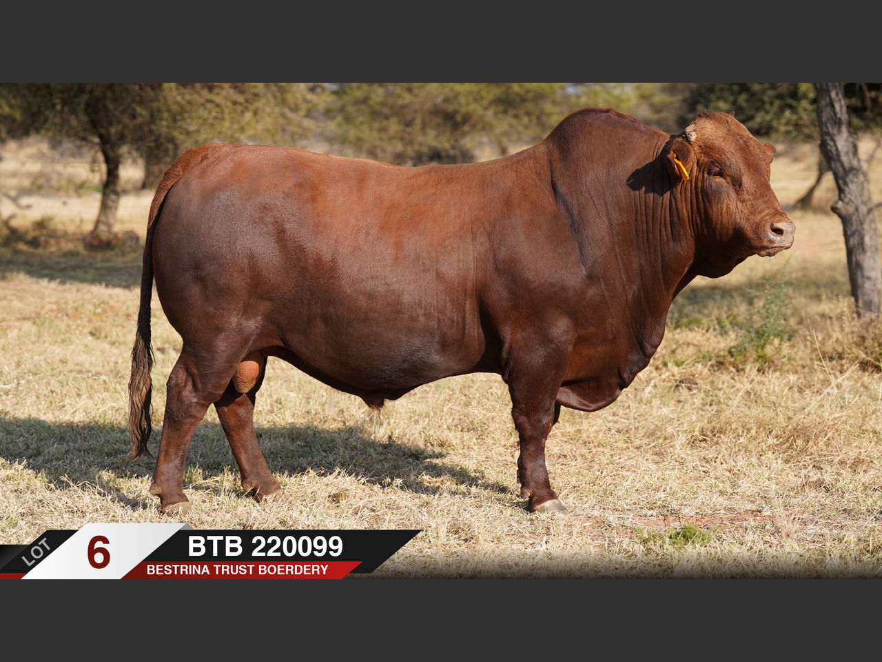 Lot 6 | NU ALCADE BONSMARA GROEP 39STE PRODUKSIEVEILING | SwiftVEE ...