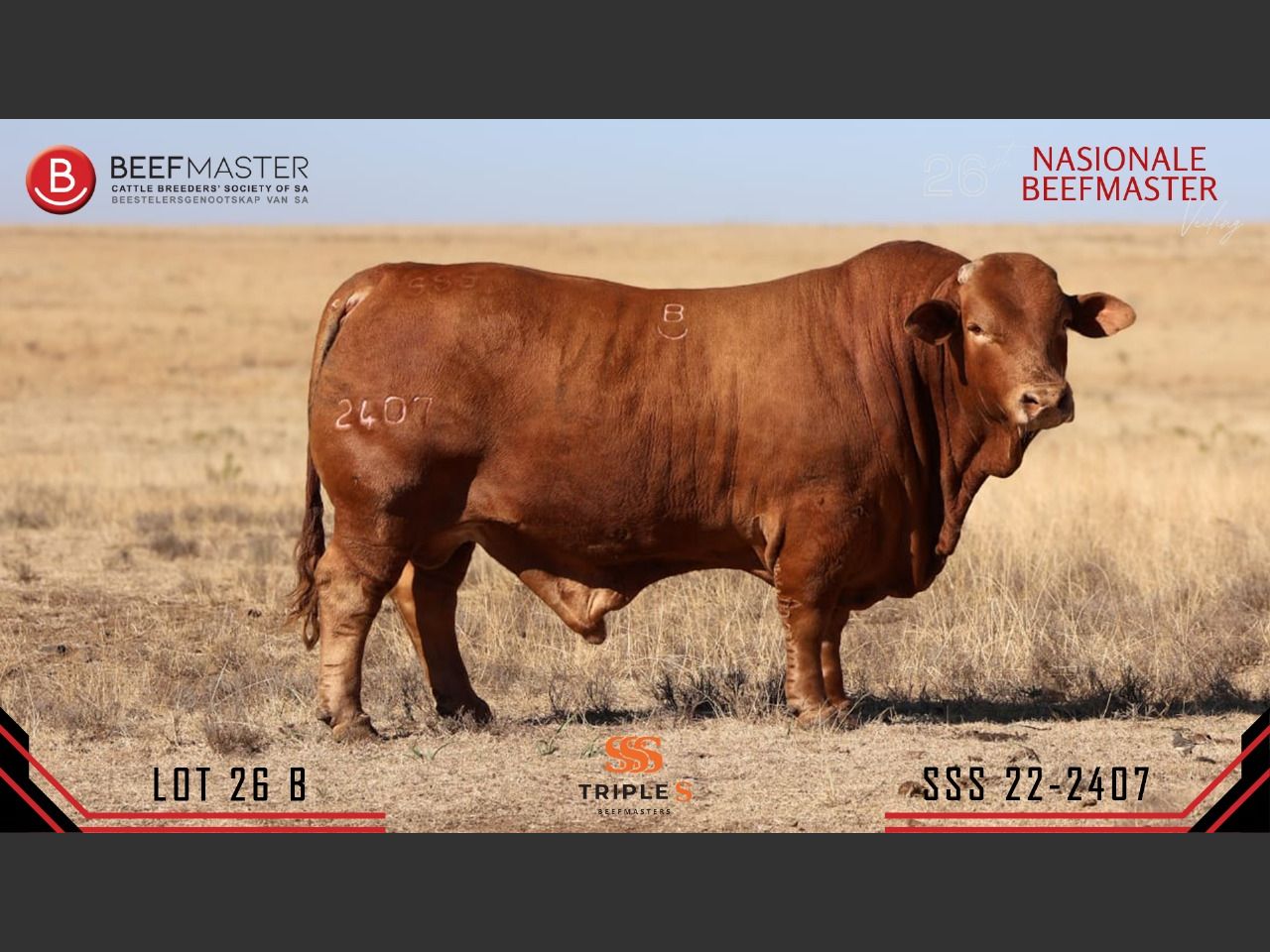 Lot 26B | 26STE NASIONALE BEEFMASTER VEILING | SwiftVEE | South Africa ...