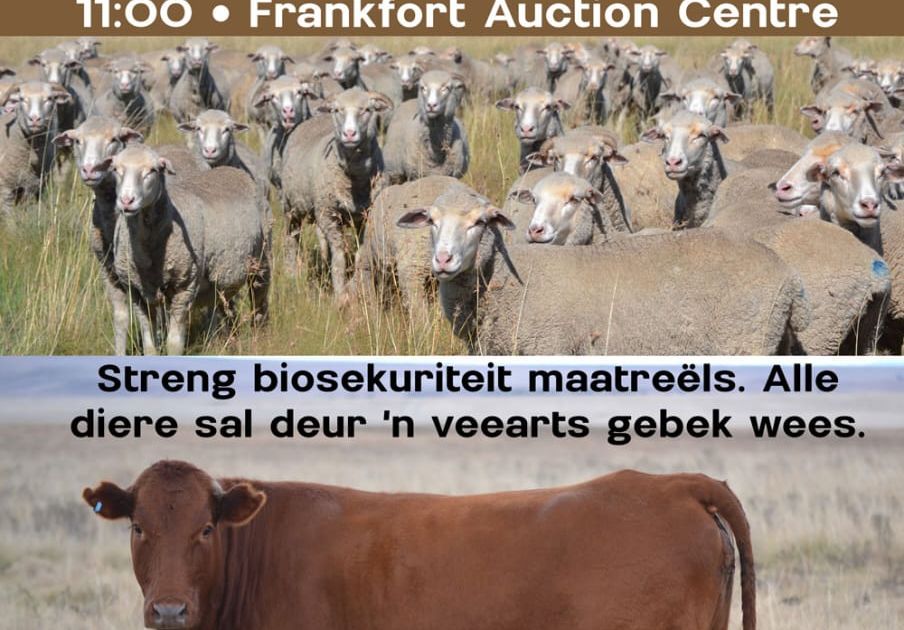 SPESIALE BEES EN SKAAP AANLYN VEILING | SwiftVEE | South Africa’s ...