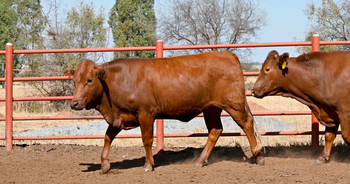 Lot 47 | MIELIEBOERE BONSMARAS 40STE PRODUKSIEVEILING | SwiftVEE ...