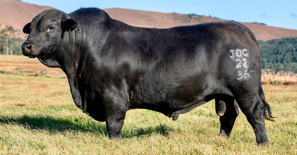 Lot 9 | JOC ANGUS & BRANGUS PRODUCTION SALE | SwiftVEE | Livestock ...