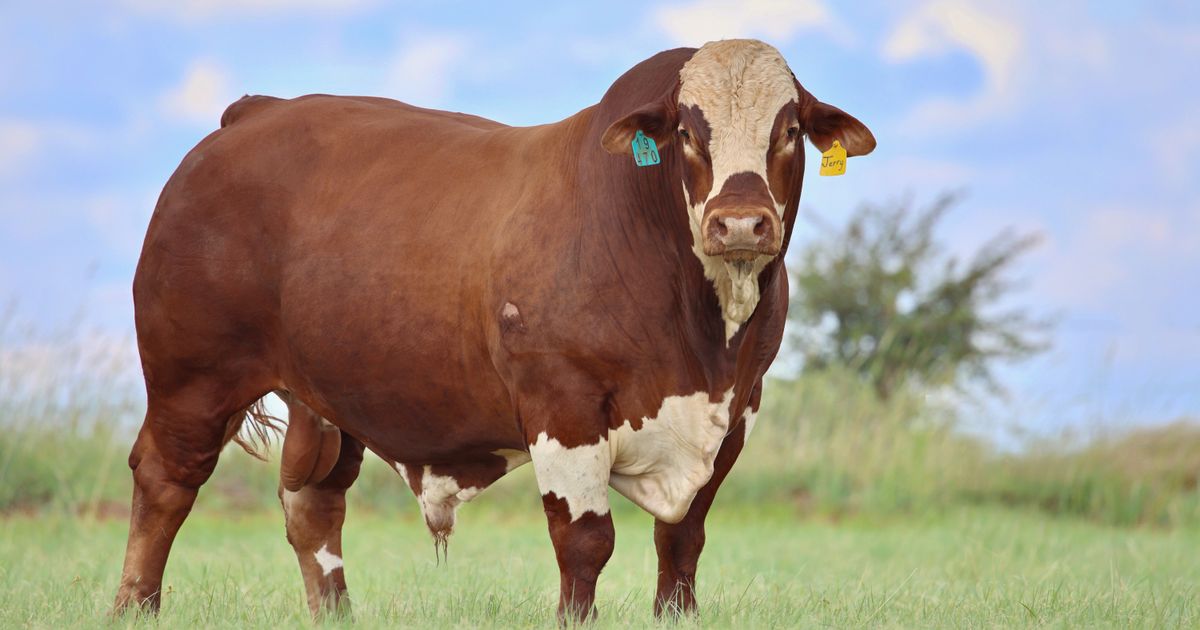 Lot 7 | MALEMBA BOERDERY 26TH PRODUCTION AUCTION | SwiftVEE | South ...