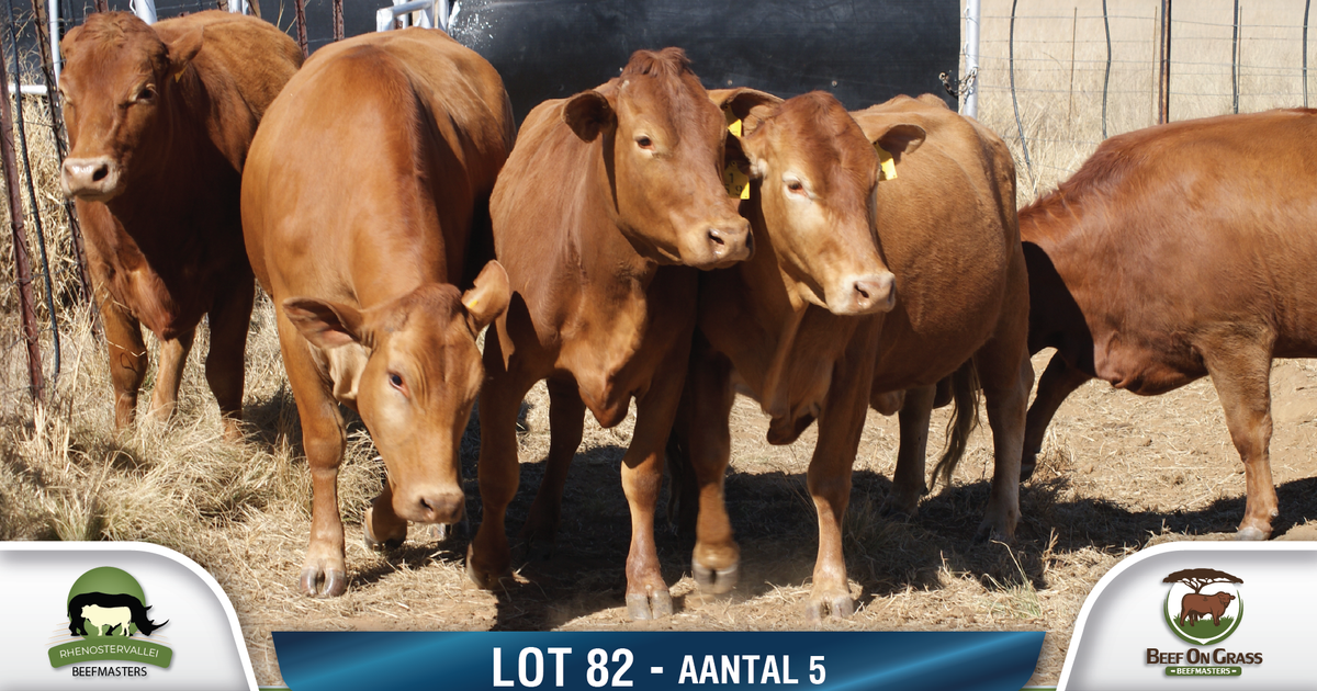Lot 82 | RHENOSTERVALLEI & BEEF ON GRASS BEEFMASTERS 11DE ...