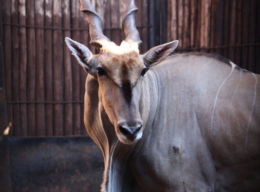 Lot 16 KP | THABAZIMBI WILDLIFE SERVICES WILDVEILING TROFEE JAGDIERE ...