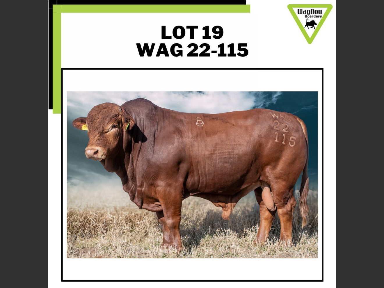 Lot 19 | WAGNOU BEEFMASTER STUD AUCTION | SwiftVEE | Livestock & Cattle Webcast Auctions