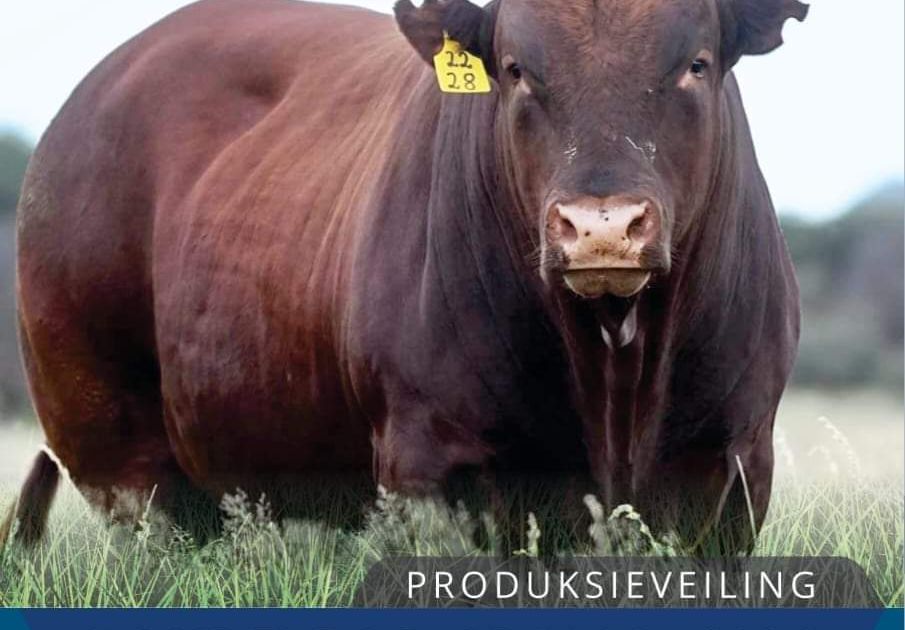 LHB BONSMARA & KRUGER BONSMARA PRODUKSIEVEILING | SwiftVEE | South ...