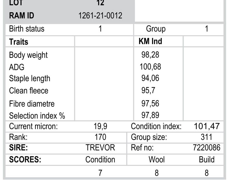 Lot 12 | EWENIQUE KONSORTIUM MERINO 91STE PRODUKSIEVEILING | SwiftVEE ...