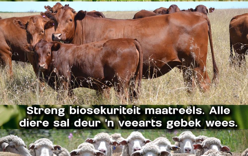 SPESIALE BEES EN SKAAP AANLYN VEILING | SwiftVEE | South Africa’s ...