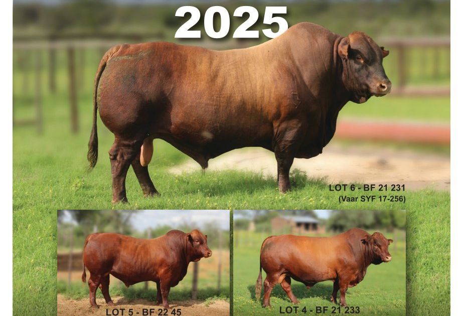 BUCKRIDGE BONSMARAS VEILING | SwiftVEE | South Africa’s Leading Online ...