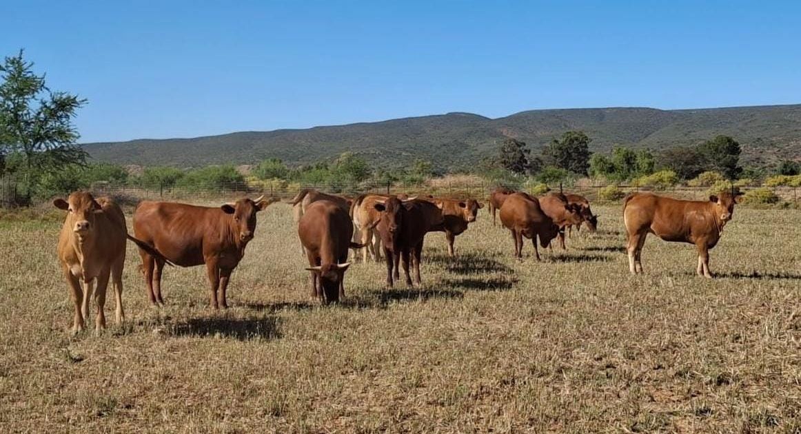 Lot W6 | REUSE SLAGVEE EN PRODUKSIEVEILING VAN SAAG JONKER GROEP ...