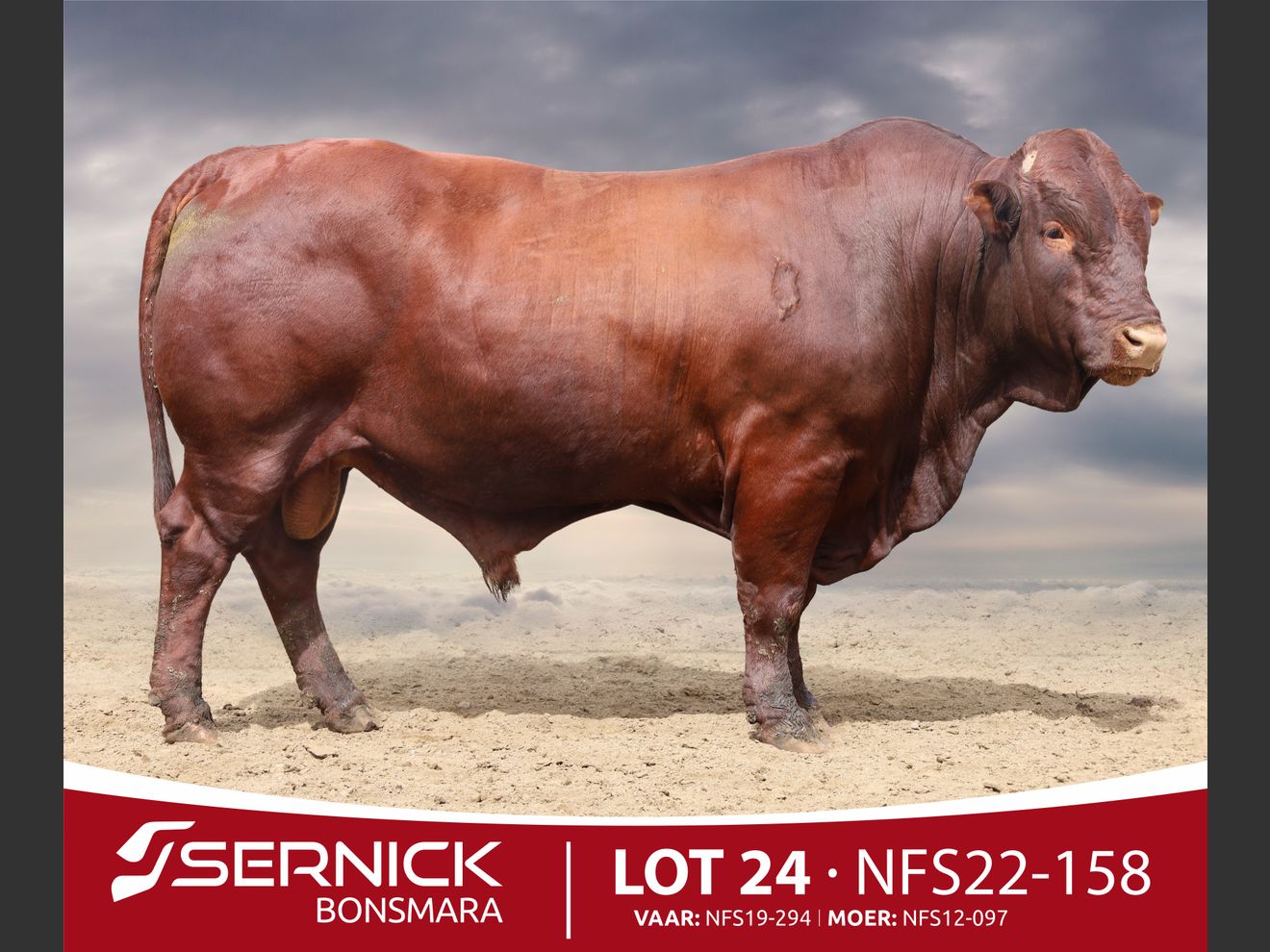 Lot 24 | SERNICK BONSMARA 47STE PRODUKSIEVEILING | SwiftVEE | Livestock ...