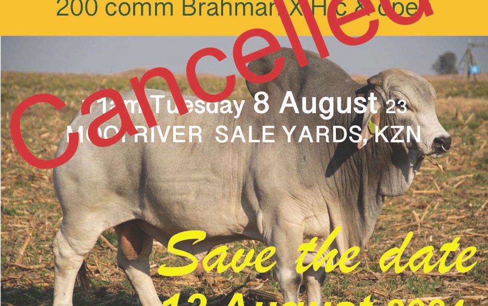 MG JACOBSZ BRAHMANS PRODUCTION SALE | SwiftVEE | Livestock & Cattle ...