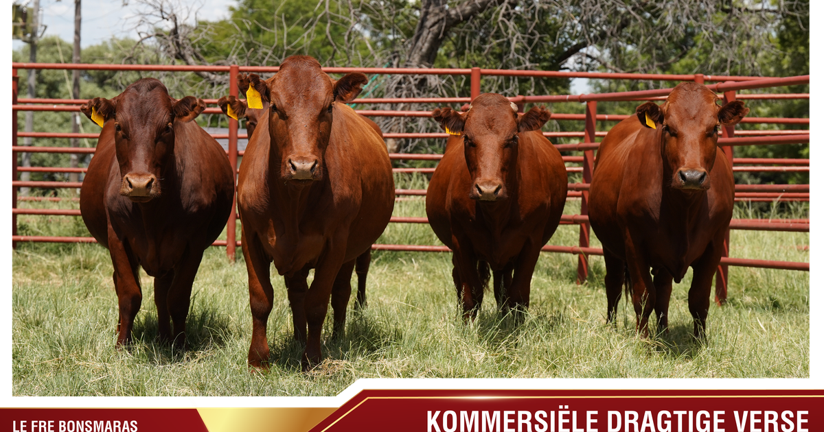 Lot 53 | NU-ALCADE BONSMARA GROEP 36STE PRODUKSIEVEILING | SwiftVEE ...
