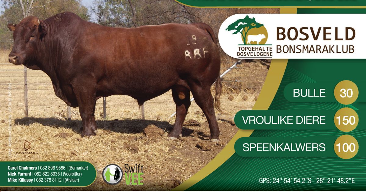 BOSVELD BONSMARA KLUBVEILING | SwiftVEE | Livestock & Cattle Webcast ...