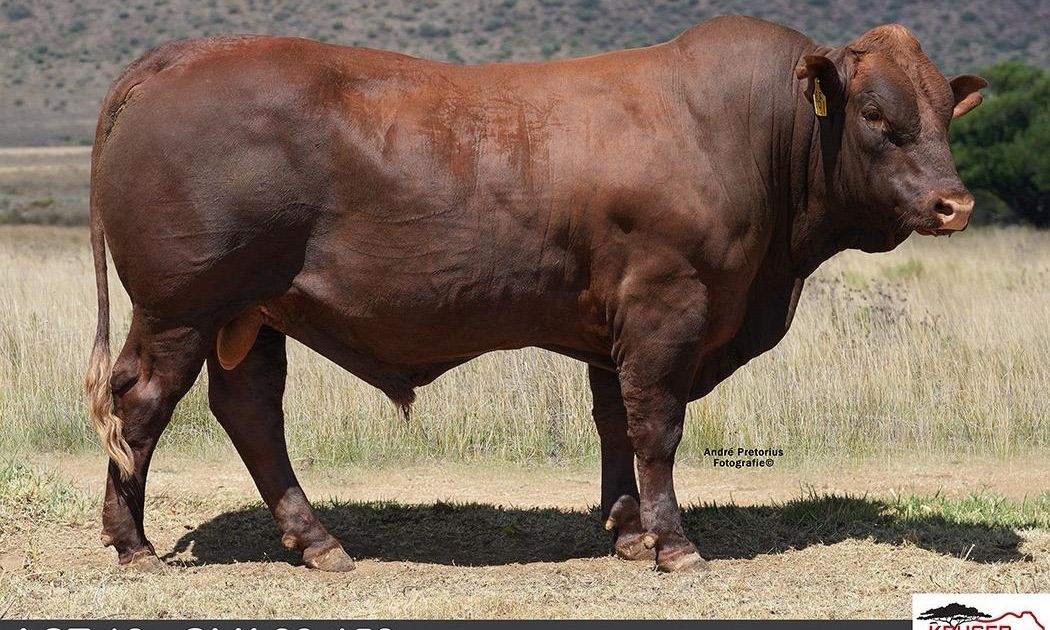 Lot 12 | VAN JAARSVELD & KRUGER GLEN BONSMARAS VEILING | SwiftVEE ...