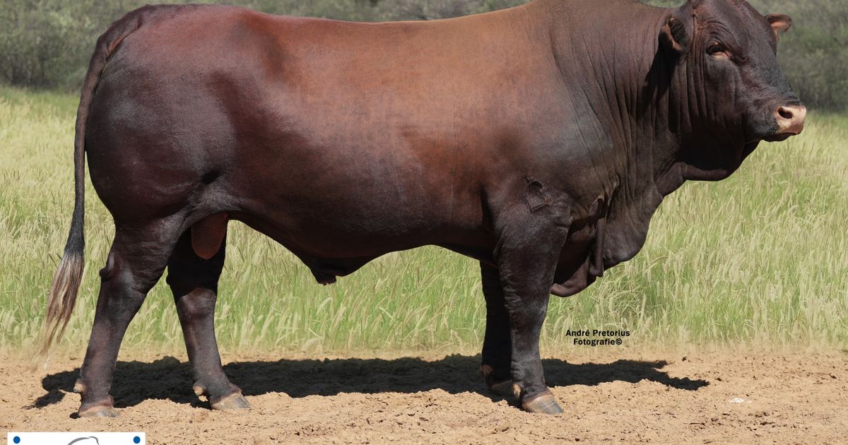 Lot 28 | LHB & KRUGER BONSMARAS AANLYN STUDIO VEILING | SwiftVEE ...