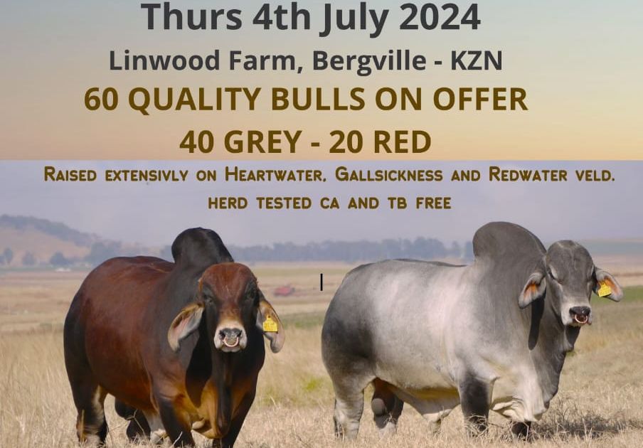 DAMVIEW BRAHMANS BULL SALE | SwiftVEE | South Africa’s Leading Online ...