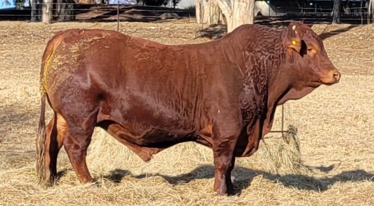 Lot 16 | NASIONALE BEEFMASTER VEILING | SwiftVEE | South Africa’s ...