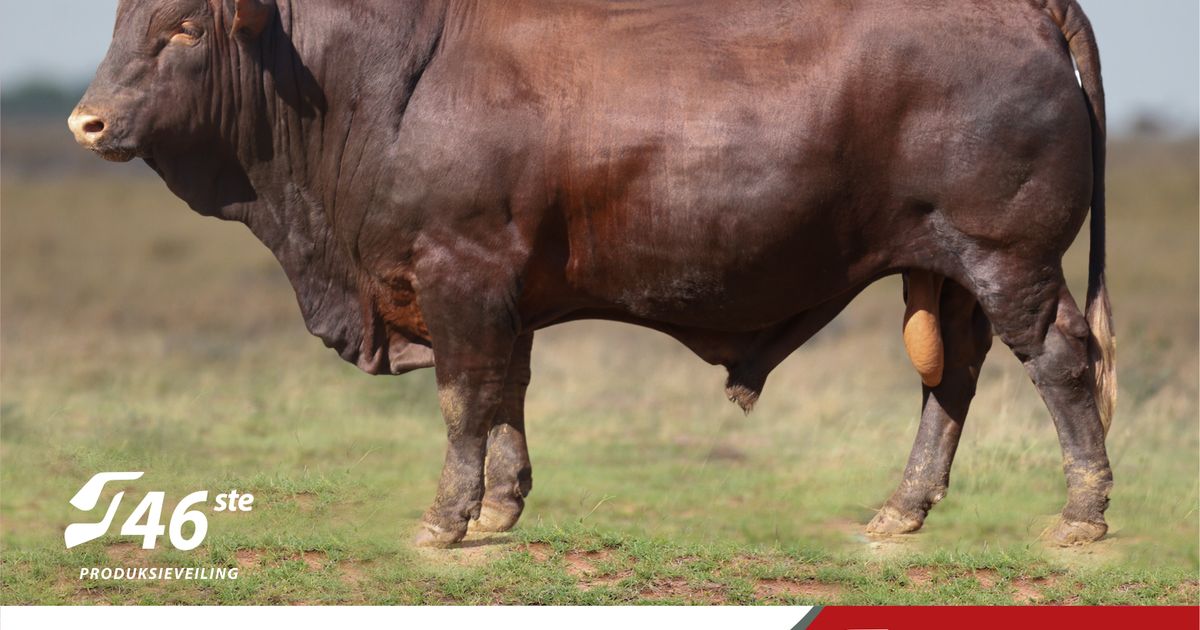 Lot 28 | SERNICK BONSMARA 46STE PRODUKSIEVEILING | SwiftVEE | Livestock ...