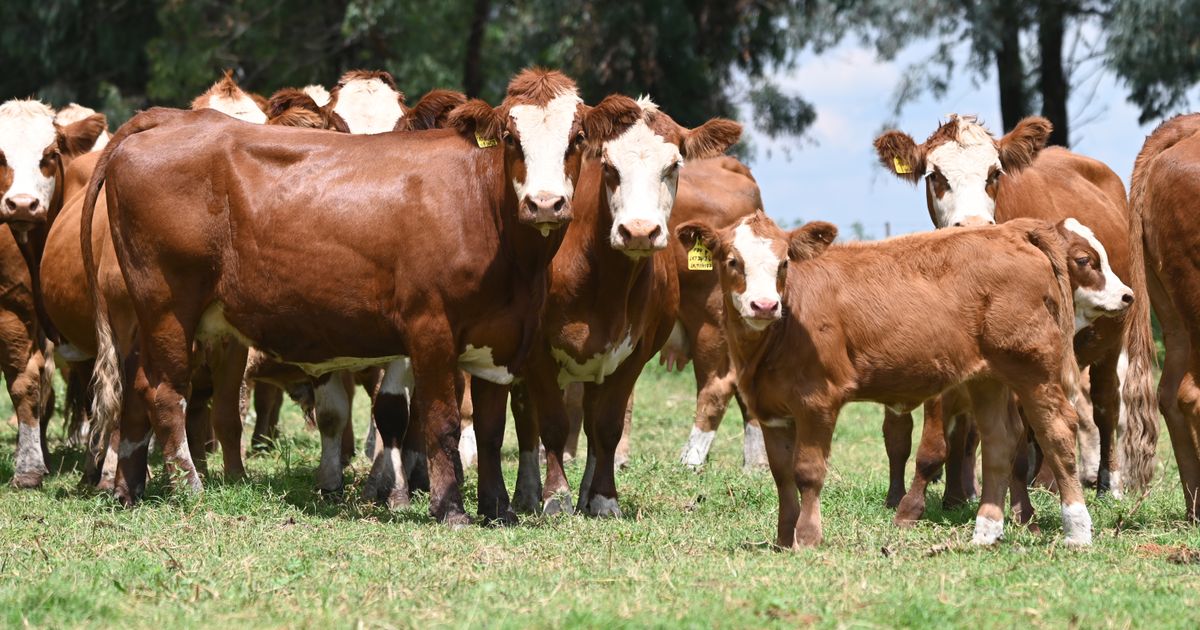 Lot C6 | LEKATU SIMBRA & SIMMENTALER ALGEHELE UITVERKOPING | SwiftVEE ...