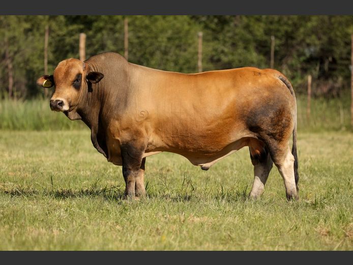 Lot 4 | CENTRAL SELECT BULL AUCTION | SwiftVEE | South Africa’s Leading ...