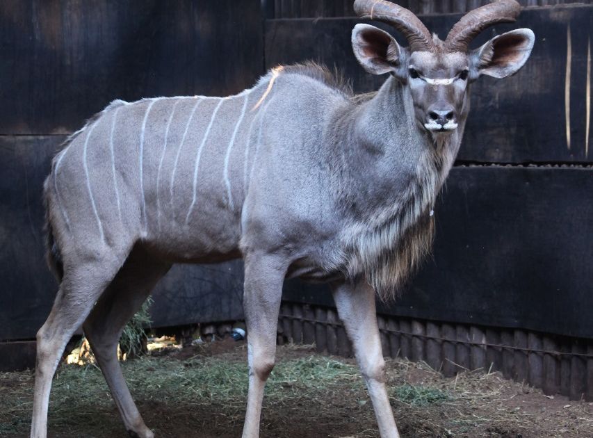 Lot 18 KP | THABAZIMBI WILDLIFE SERVICES WILDVEILING TROFEE JAGDIERE ...