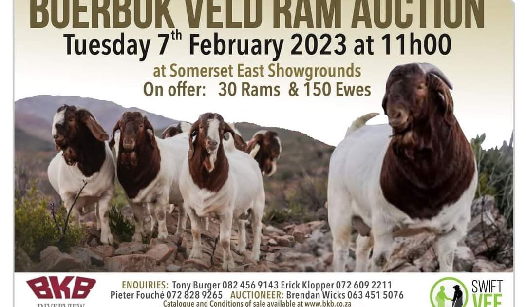 BOERBOK VELD RAM AUCTION | SwiftVEE | South Africa’s Leading Online ...