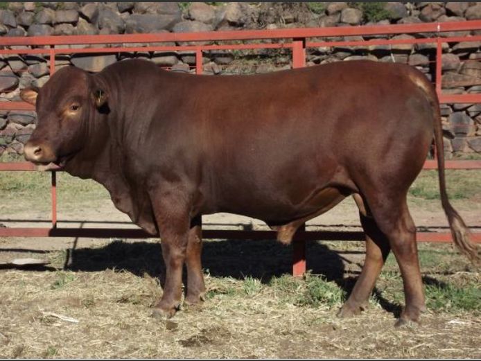 Lot 13 | ALPHA & OMEGA TULI STUD PRODUCTION SALE | SwiftVEE | South ...