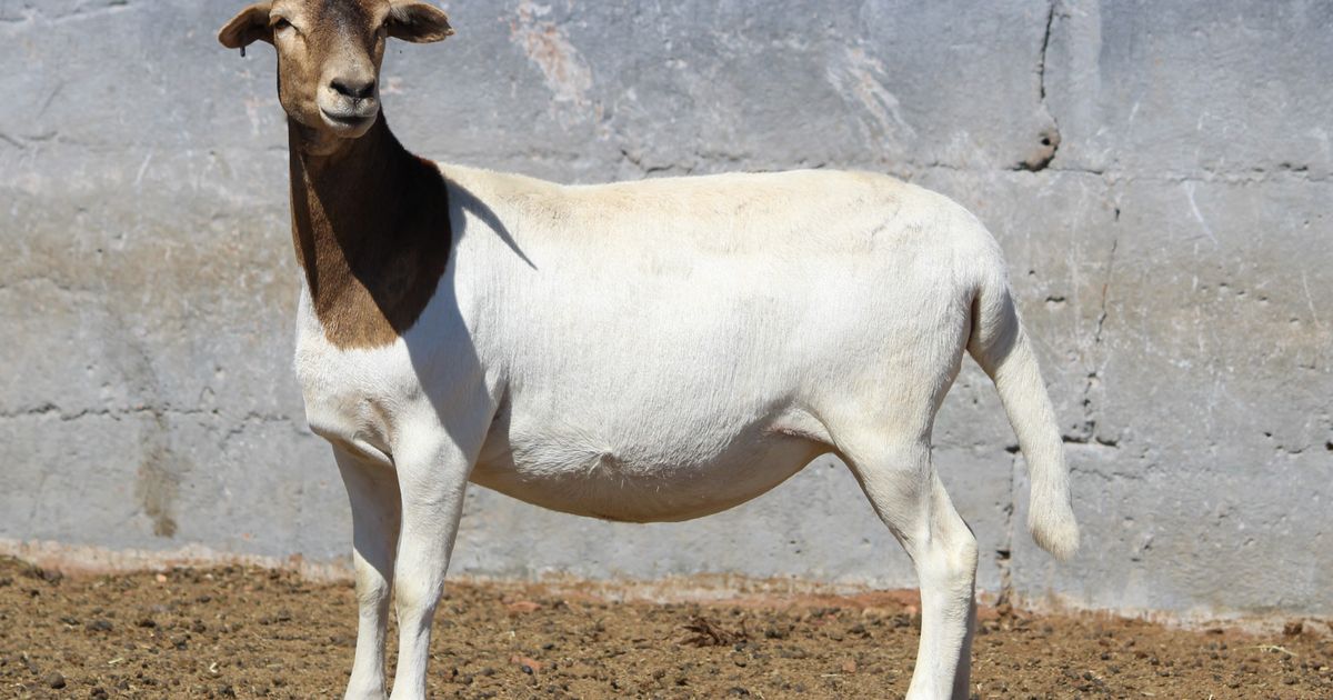 Lot 17 | KALAHARI KAROO MEATMASTER PRODUKSIEVEILING TOP 20 | SwiftVEE ...