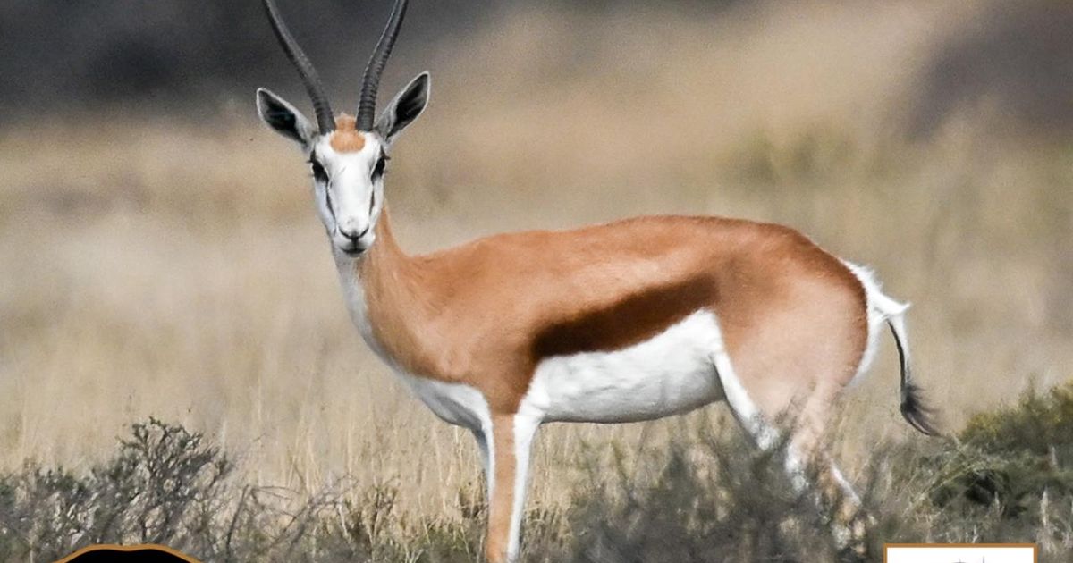 Lot 012 | SUMMIT WILDLIFE LIVE 10TH GAME AUCTION | SwiftVEE | Livestock ...