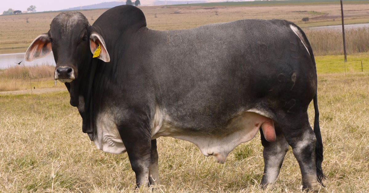 Lot 1 | DAMVIEW BRAHMANS BULL 21ST PRODUCTION SALE | SwiftVEE | South ...