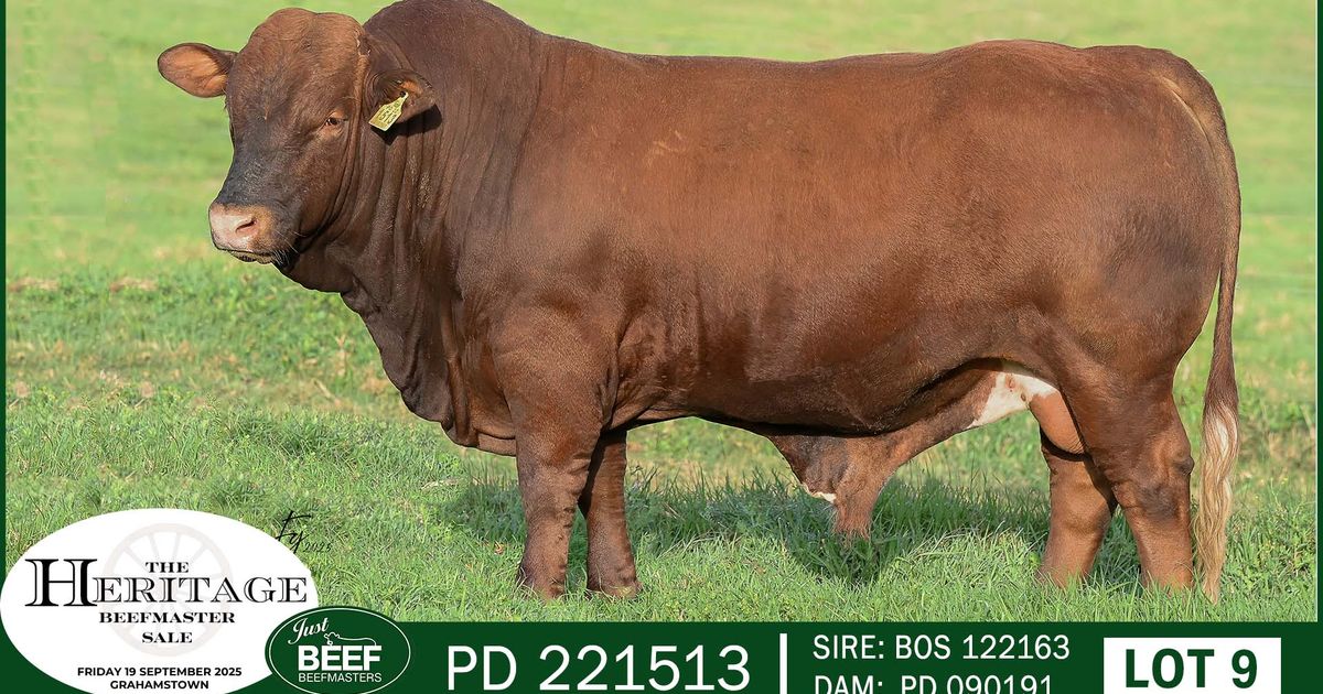 Lot BM9 | THE HERITAGE BEEFMASTER SALE | SwiftVEE | South Africa’s ...