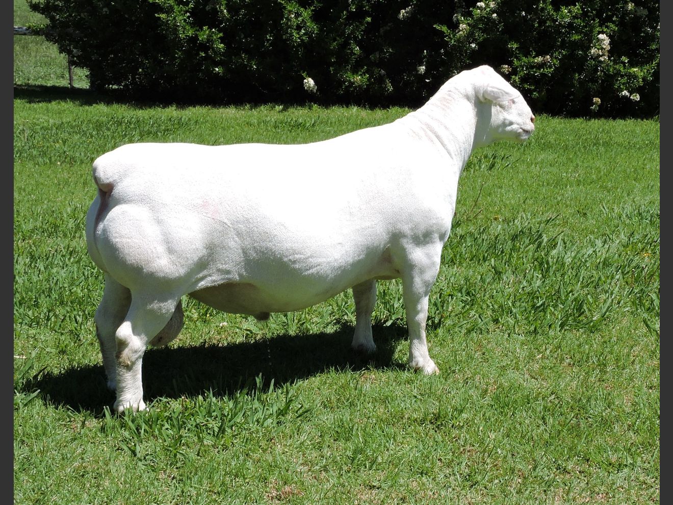 Lot 114 | INTERNASIONALE DORPER & WIT DORPER VEILING - RAM | SwiftVEE ...