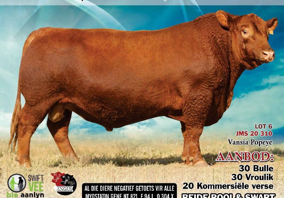 ANGUS ALLIANCE 15DE PRODUKSIEVEILING | SwiftVEE | Livestock & Cattle ...