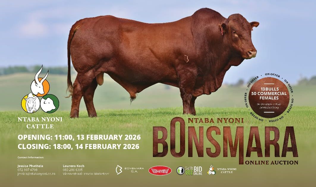 NTABA NYONI BONSMARA ONLINE AUCTION | SwiftVEE | South Africa’s Leading ...