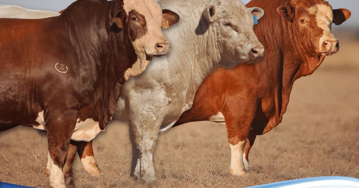 MALEMBA BOERDERY 27TH PRODUCTION AUCTION | SwiftVEE | Livestock ...