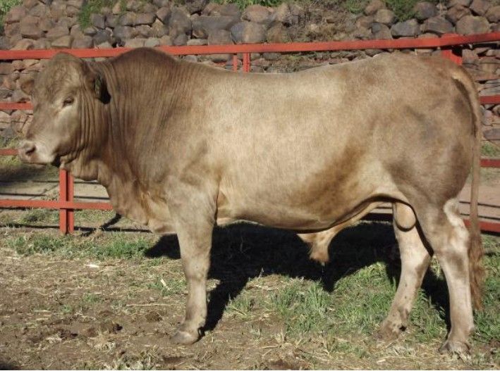 Lot 6 | ALPHA & OMEGA TULI STUD PRODUCTION SALE | SwiftVEE | South ...