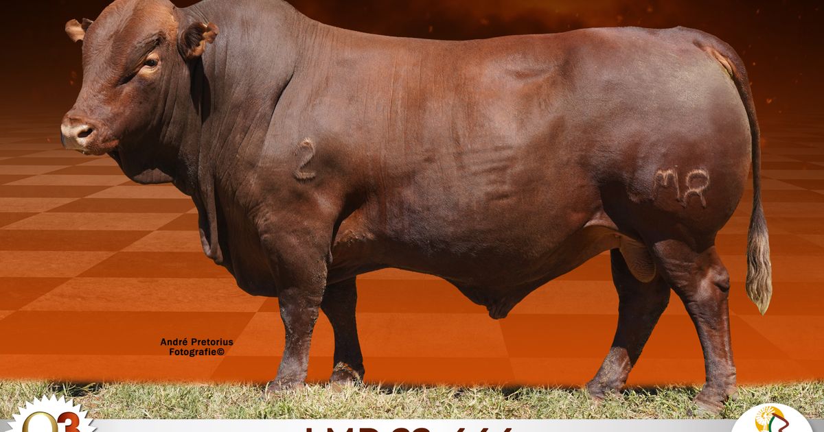 Lot 8 | QUALITRIO BONSMARAS PRODUCTION AUCTION | SwiftVEE | Livestock & Cattle Webcast Auctions