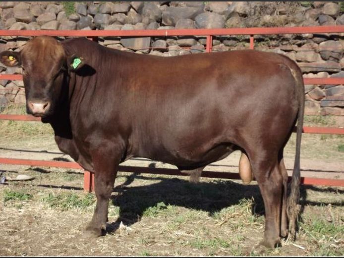 Lot 18 | ALPHA & OMEGA TULI STUD PRODUCTION SALE | SwiftVEE | Livestock ...