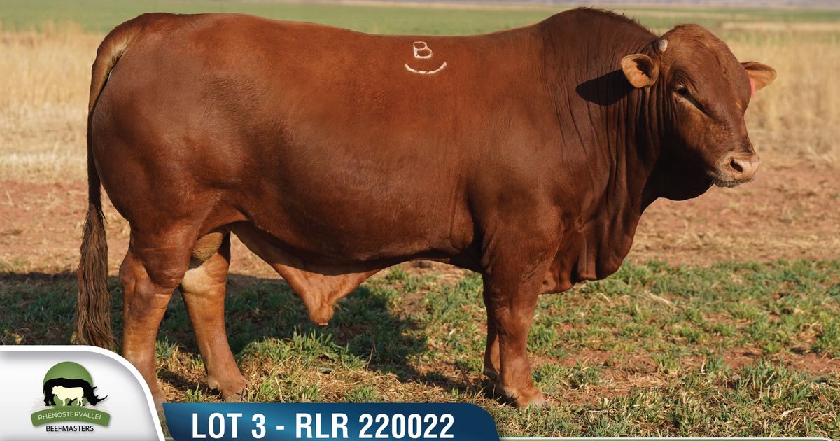 Lot 3 | RHENOSTERVALLEI & BEEF ON GRASS BEEFMASTERS 11DE ...