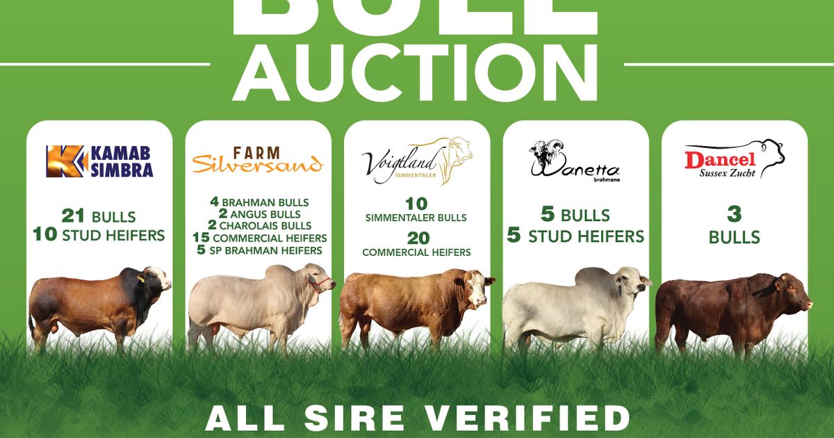 CENTRAL SELECT BULL AUCTION - NAMIBIA'S BEST SELECTED BULLS | SwiftVEE ...
