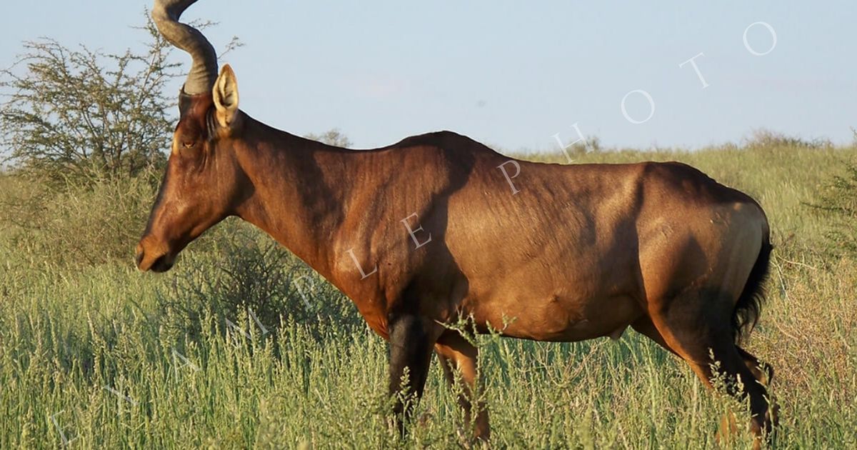 Lot 13B | VAALKRANS GAME AUCTION | SwiftVEE | Livestock & Cattle ...